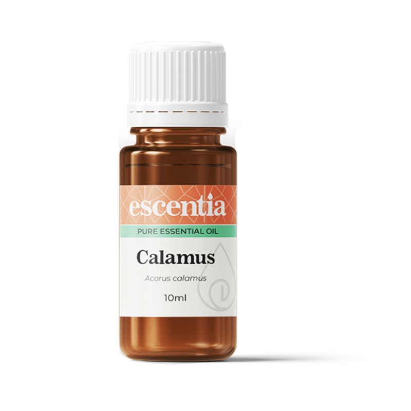 calamus essential oil | 10ml | Escentia Products